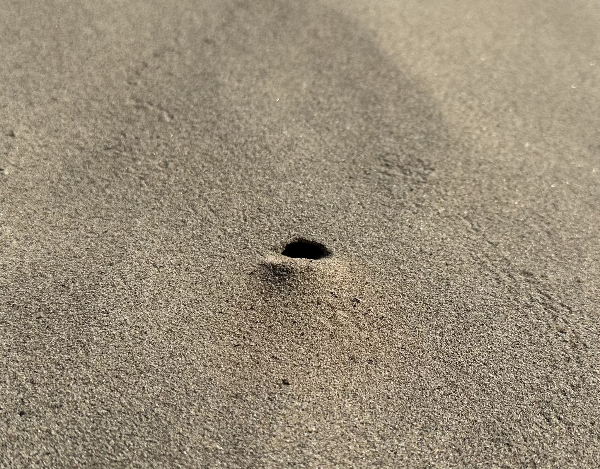 Friends of Pinhey Sand Dunes Newsletter: August 2025 - Biodiversity ...