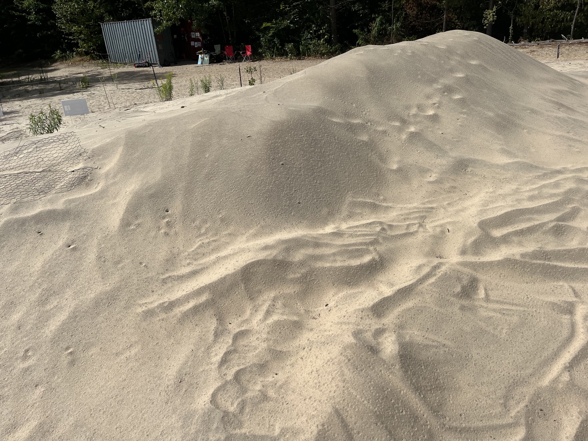 Friends of Pinhey Sand Dunes Newsletter: August 2025 - Biodiversity ...