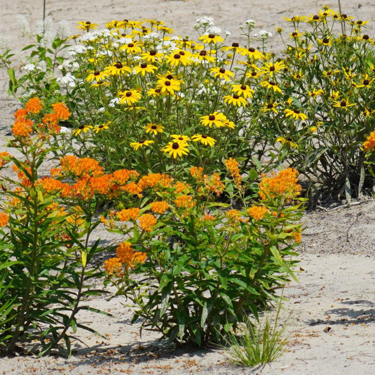 Friends of Pinhey Sand Dunes Newsletter: January 2025 - Biodiversity ...