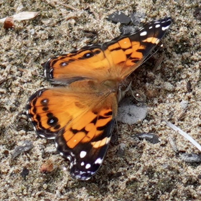 Friends of Pinhey Sand Dunes Newsletter: February 2025 - Biodiversity ...