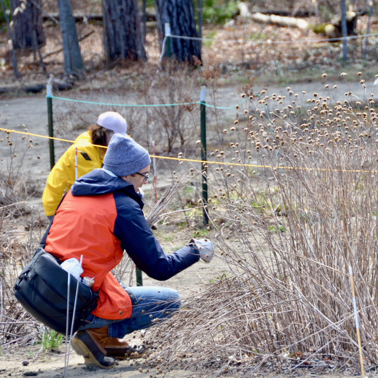Friends of Pinhey Sand Dunes Newsletter: May 2025, part 1 ...