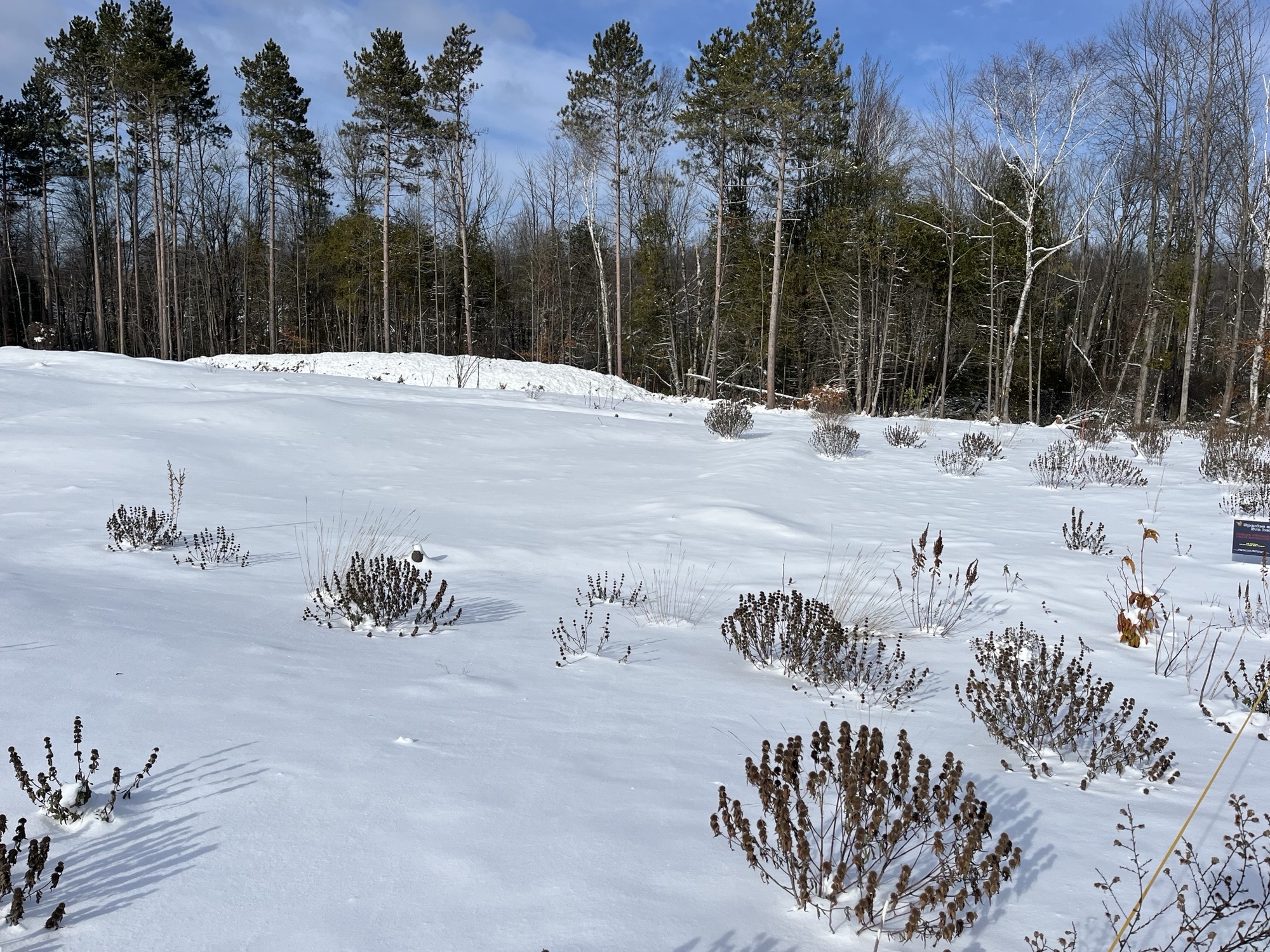 Friends of Pinhey Sand Dunes Newsletter: November 2025 - Biodiversity ...